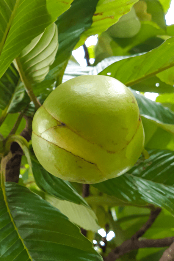 14 Fruits That Start With E - Insanely Good