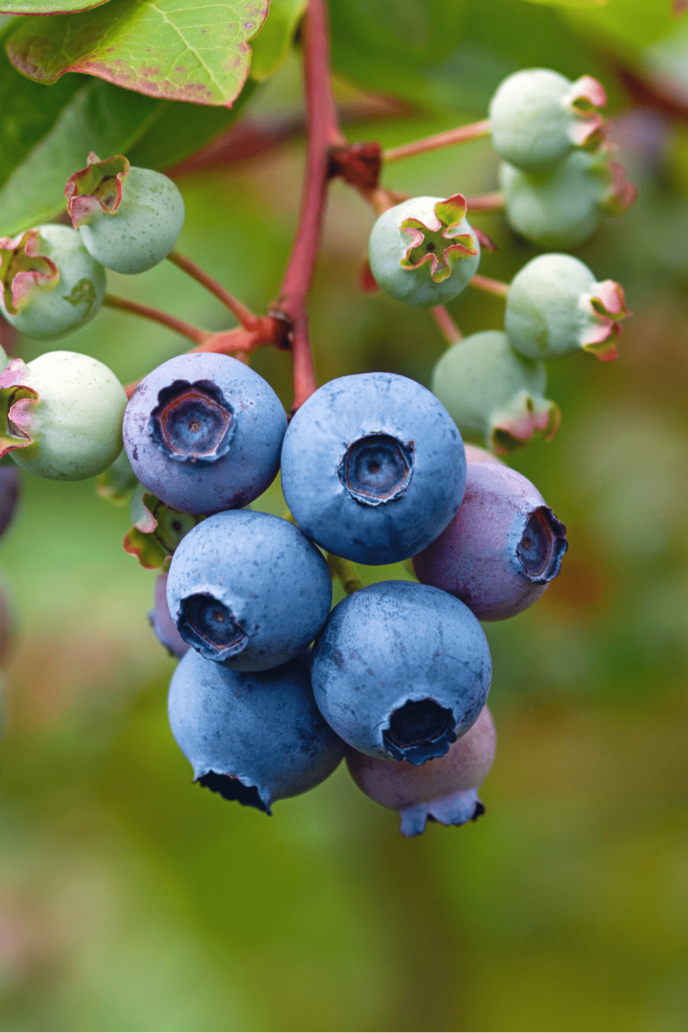 14 Fruits That Start With E - Insanely Good