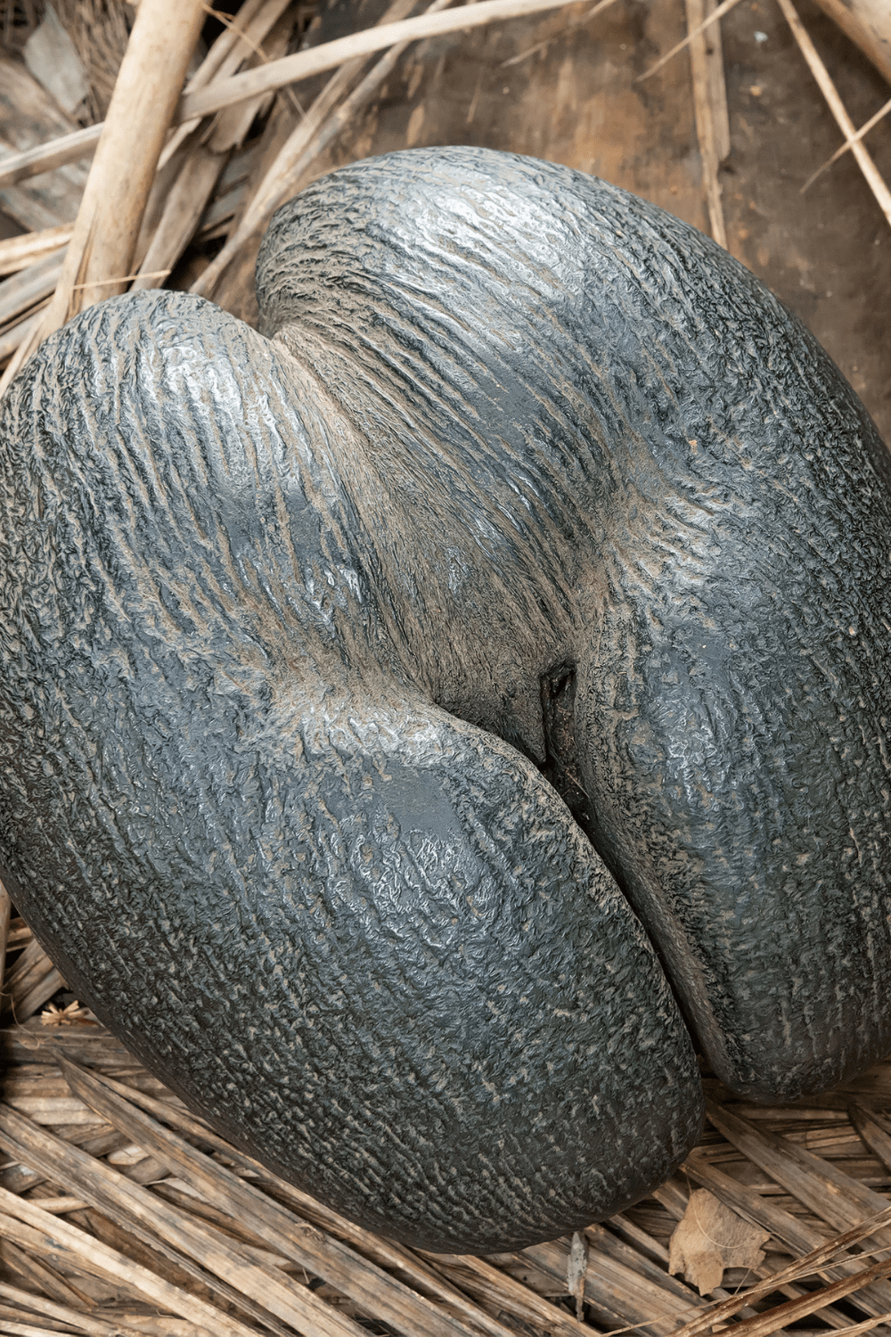 20 Fruits That Start With D - Insanely Good