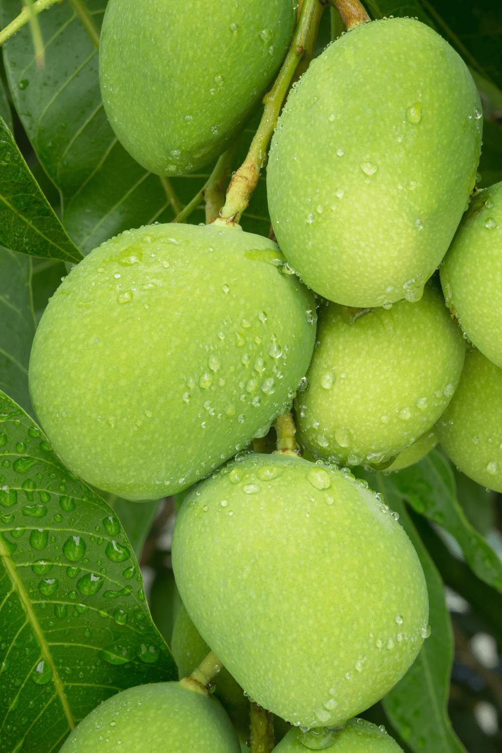 11 Fruits that Start with Y - Insanely Good