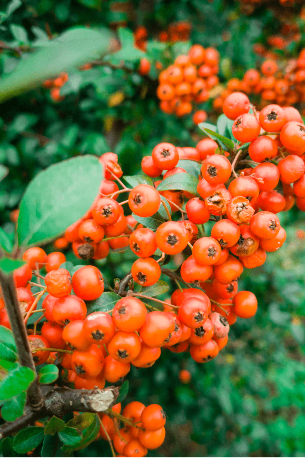 15 Fruits That Start With H - Insanely Good
