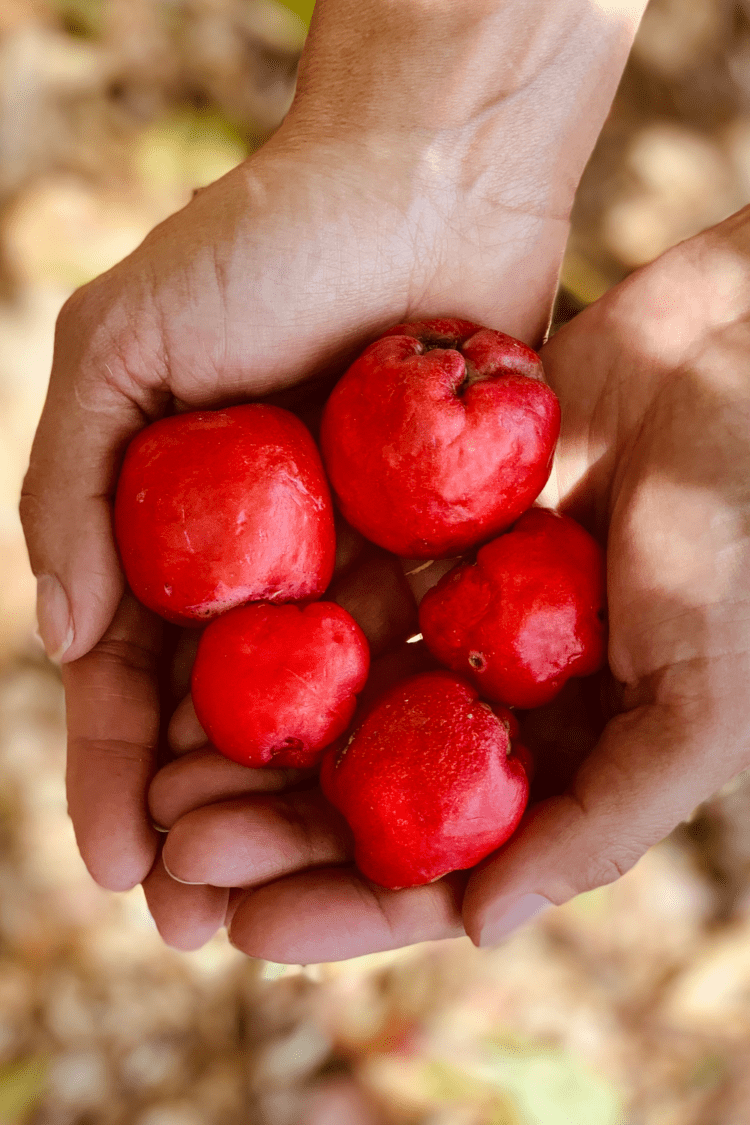 7 Fruits That Start With Q - Insanely Good