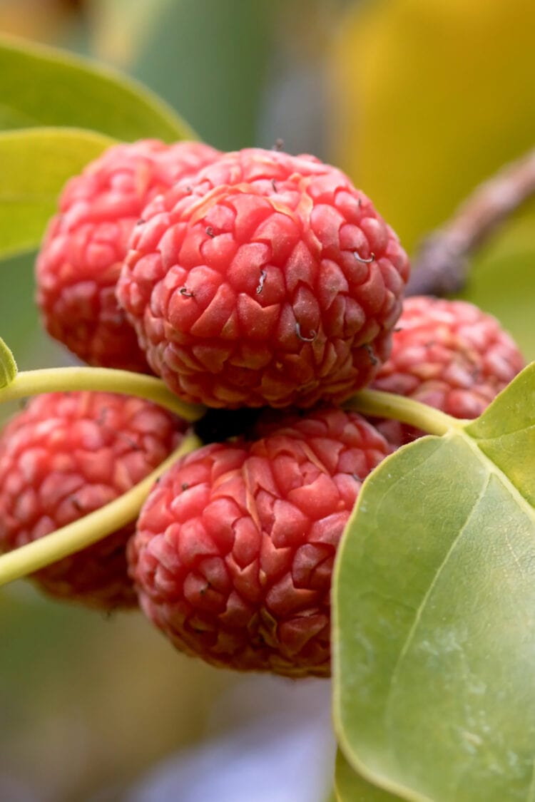 10 Fruits That Start With Z - Insanely Good