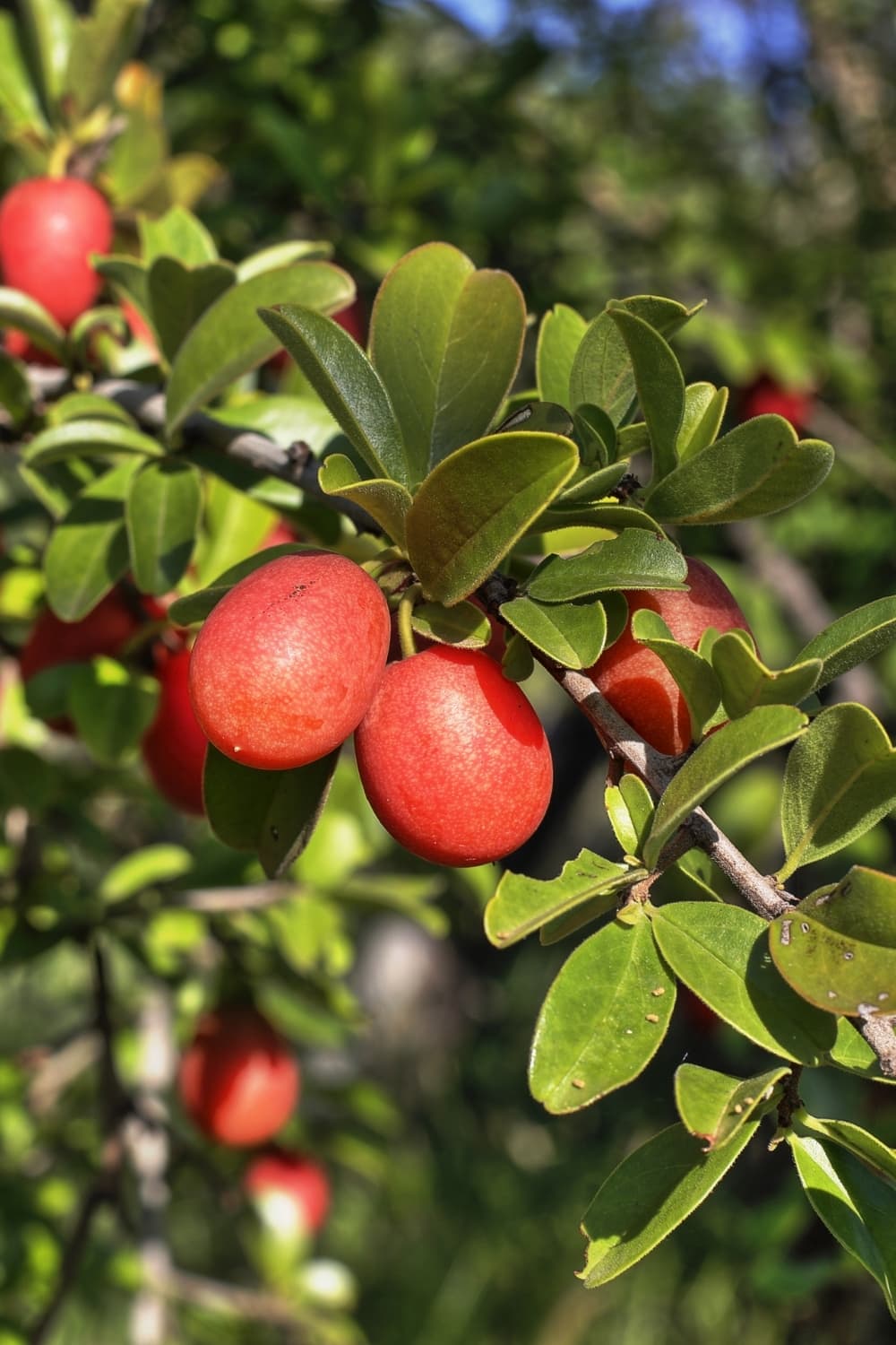 25 Foods That Start With X - Insanely Good