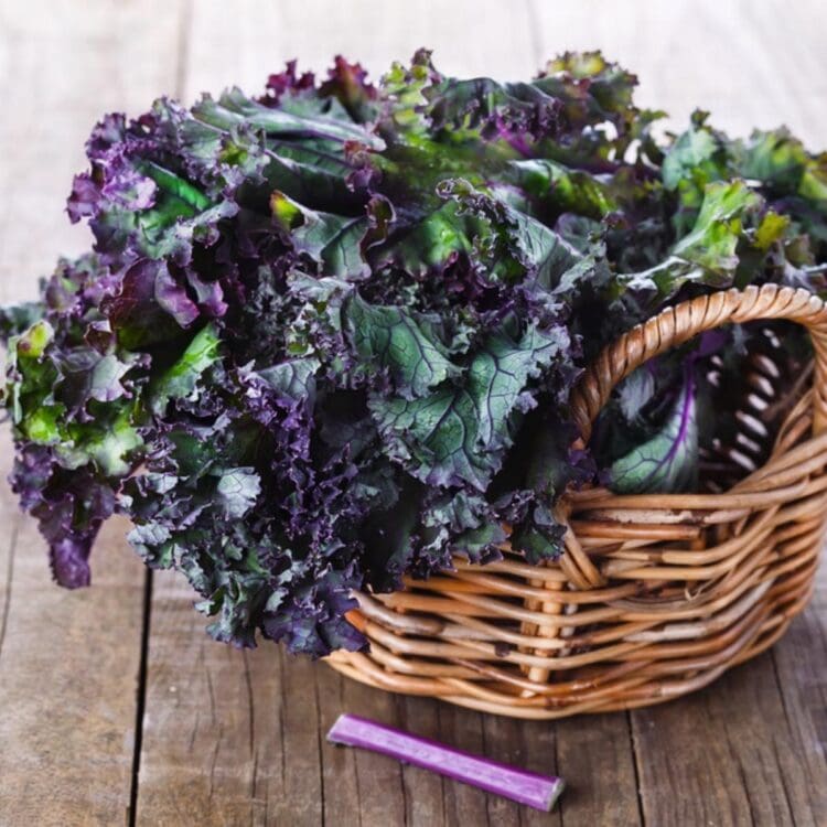 19 Purple Foods to Add Nutrition to Your Diet - Insanely Good