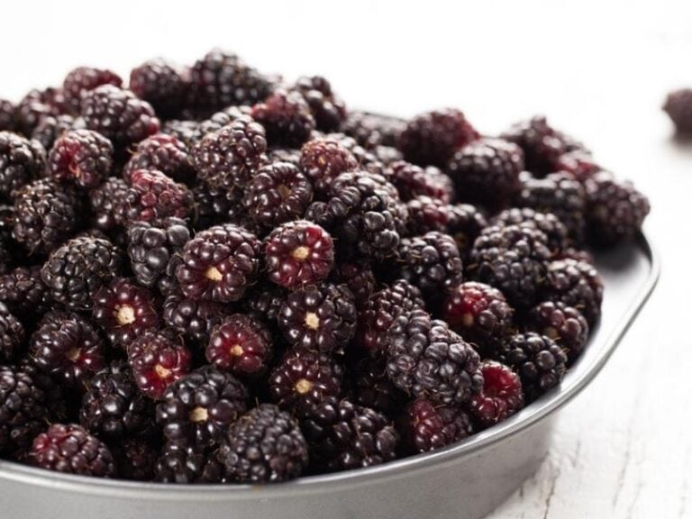 25 Different Types of Berries to Benefit Your Health - Insanely Good