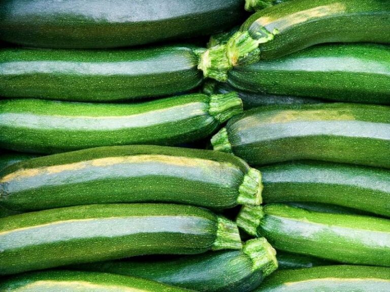 15 Types of Zucchini (Different Varieties) - Insanely Good