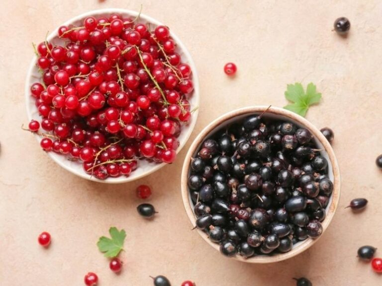 25 Different Types of Berries to Benefit Your Health - Insanely Good
