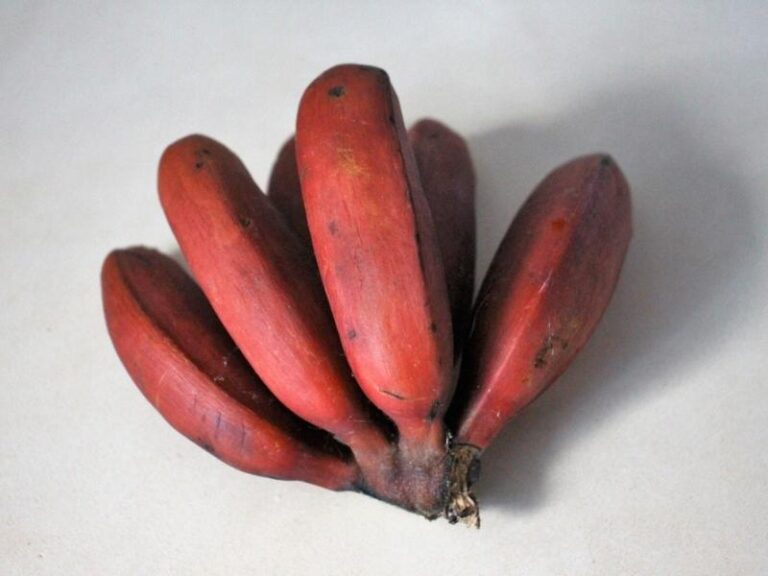 17 Types of Bananas (Different Varieties) - Insanely Good