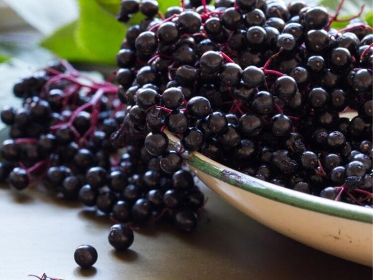 25 Different Types of Berries to Benefit Your Health - Insanely Good