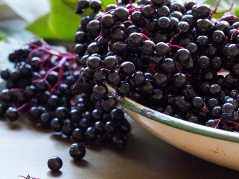 25 Different Types of Berries to Benefit Your Health - Insanely Good