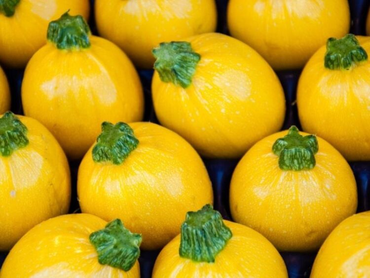 15 Types of Zucchini (Different Varieties) - Insanely Good