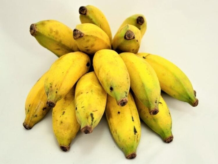 17 Types of Bananas (Different Varieties) - Insanely Good