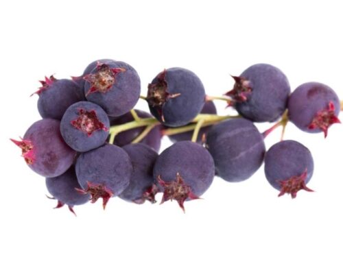25 Different Types of Berries to Benefit Your Health - Insanely Good