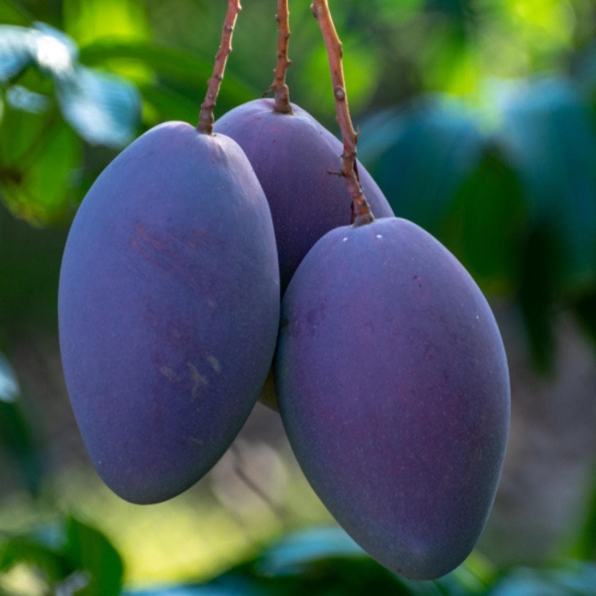 20 Naturally Blue Fruits (+ Foods List) - Insanely Good