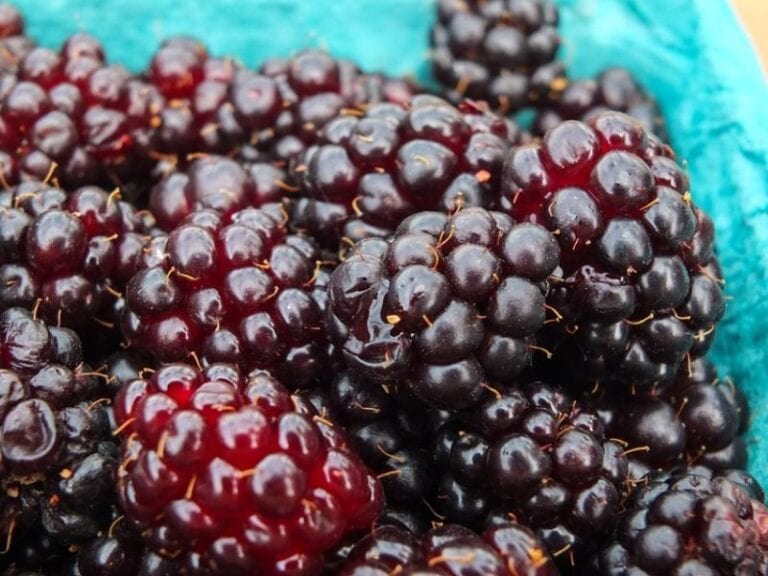 25 Different Types of Berries to Benefit Your Health - Insanely Good