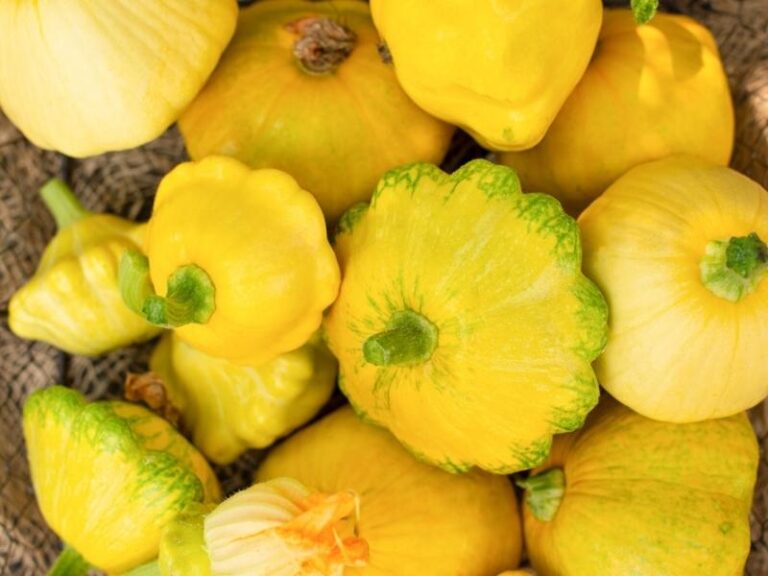 15 Types of Zucchini (Different Varieties) - Insanely Good