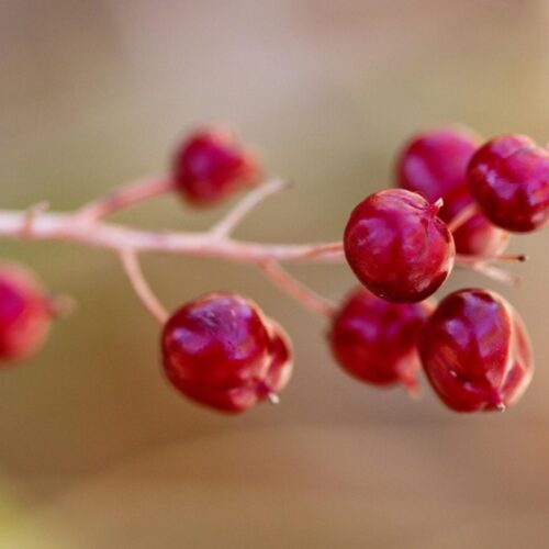 25 Best Red Fruits To Add to Your Diet - Insanely Good