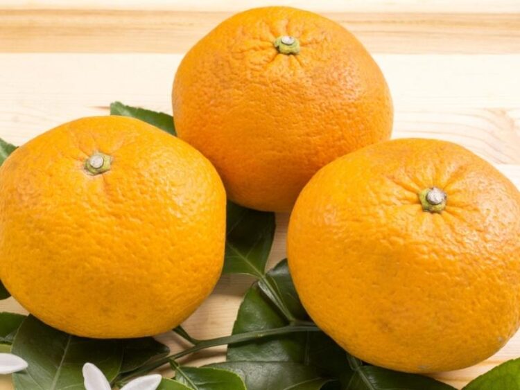 20 Different Types of Oranges to Try - Insanely Good