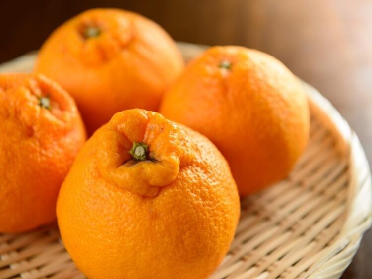 20 Different Types of Oranges to Try - Insanely Good