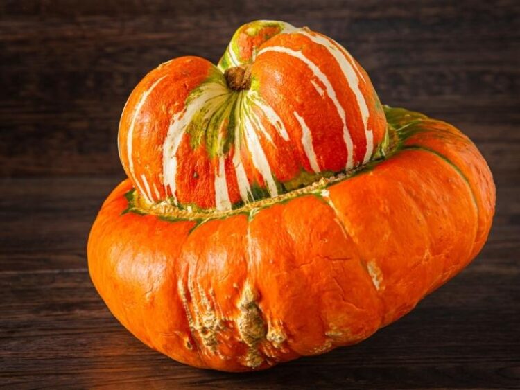 25 Types of Squash That Go Beyond Butternut - Insanely Good