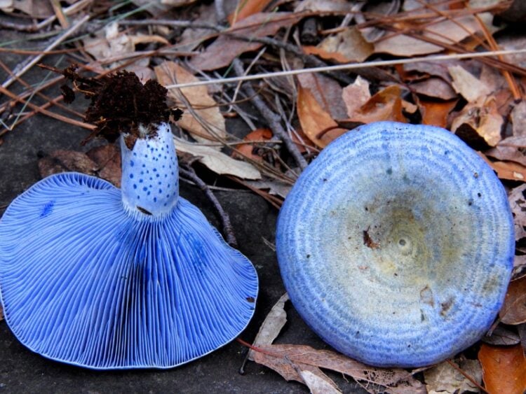 15 Blue Vegetables From Around the World - Insanely Good