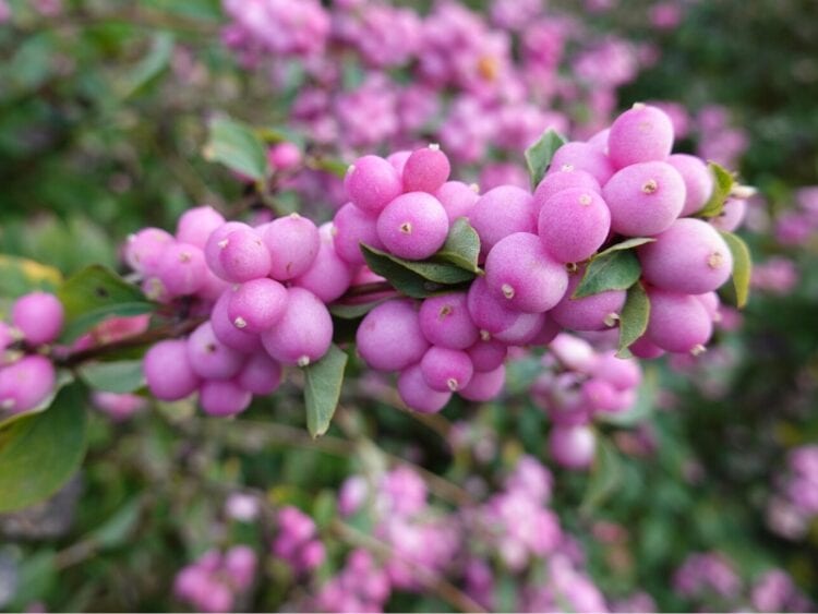 25 Pink Fruits (Different Types) - Insanely Good