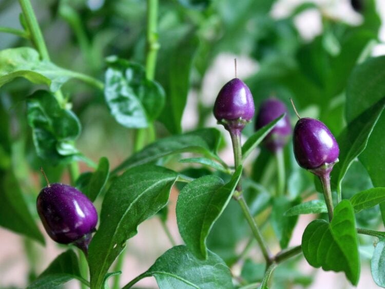 15 Blue Vegetables From Around the World - Insanely Good