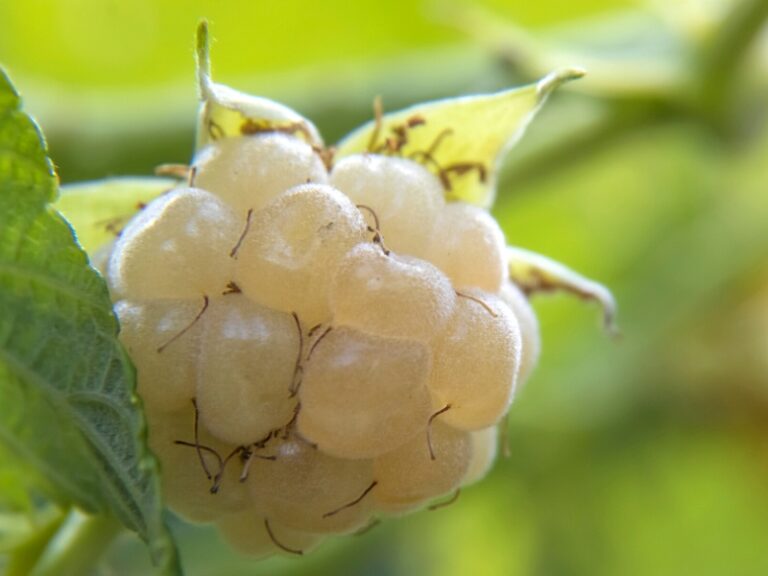 25 Different White Fruits to Try Today - Insanely Good