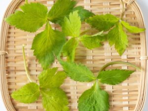 13 Popular Japanese Vegetables to Try Today - Insanely Good