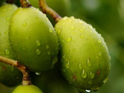 10 Fruits That Start with U (2023 Edition) - Insanely Good