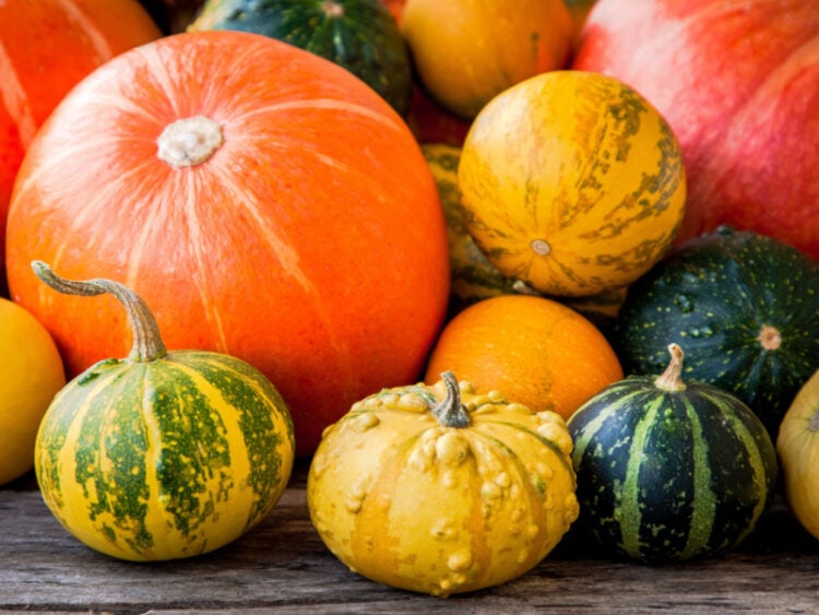 17 Different Orange Fruits You'll Love - Insanely Good