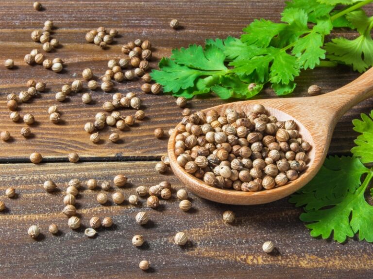 10 Best Substitutes for Coriander - Insanely Good