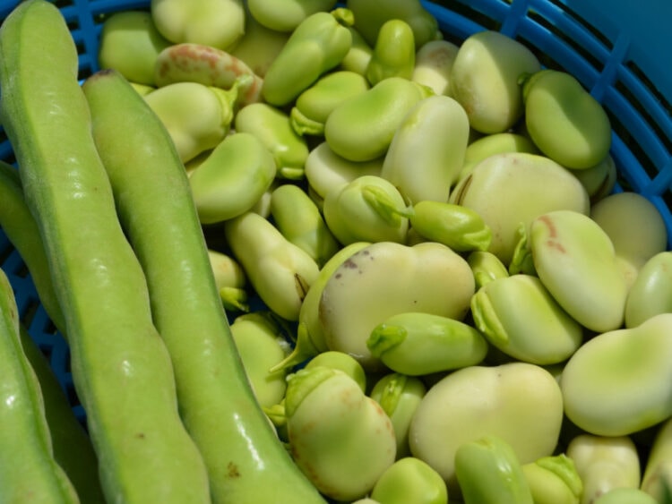 17 Popular Types of Beans (+ How to Use Them) - Insanely Good