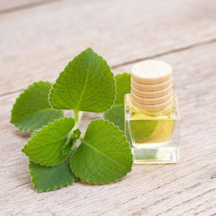 10 Best Peppermint Extract Substitutes - Insanely Good