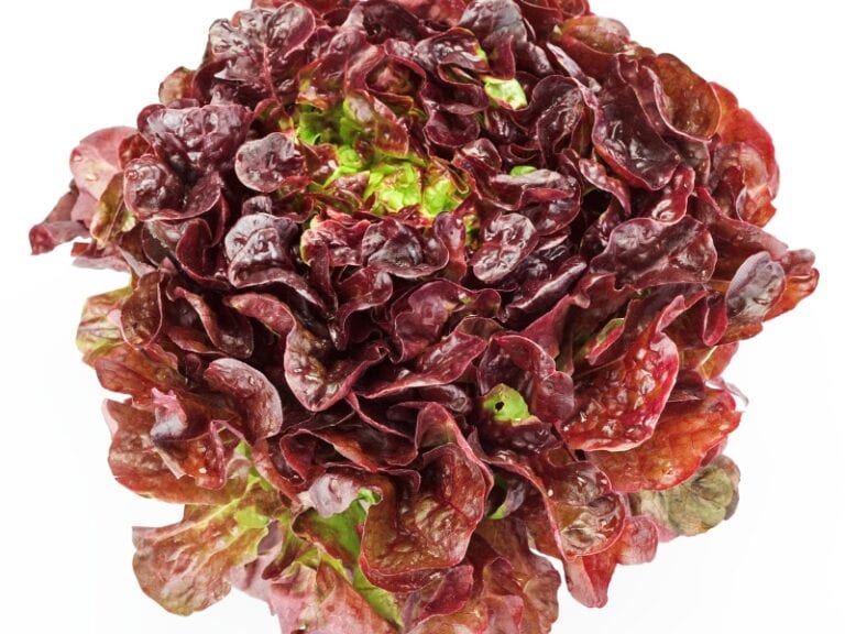 Best Lettuce for Sandwiches (7 Different Types) - Insanely Good