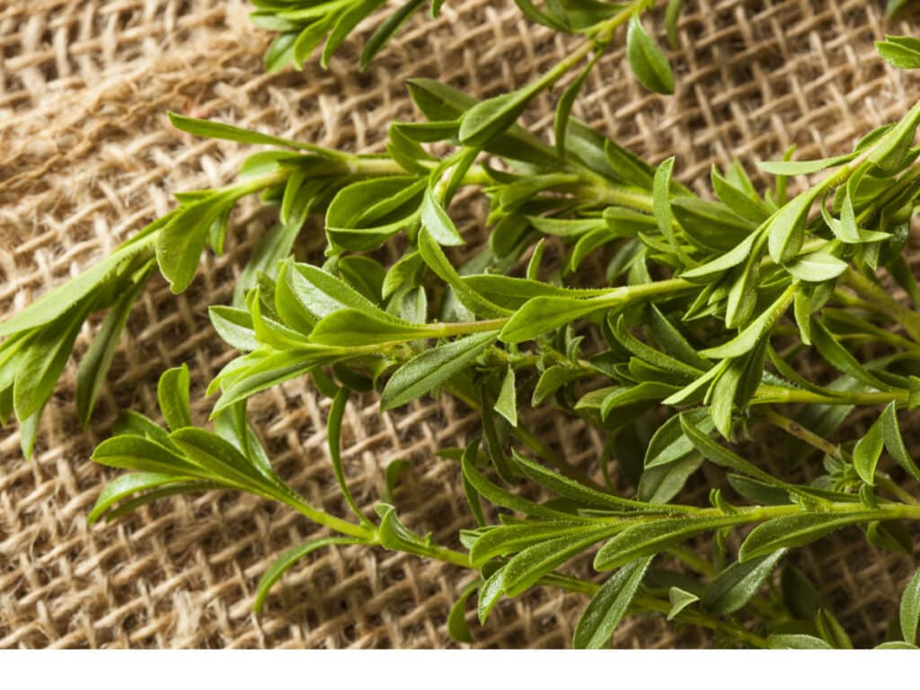 17 Types of Herbs (+ How to Use Them!) - Insanely Good